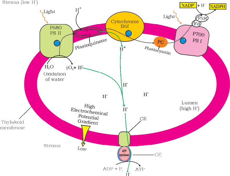 NCERT Section